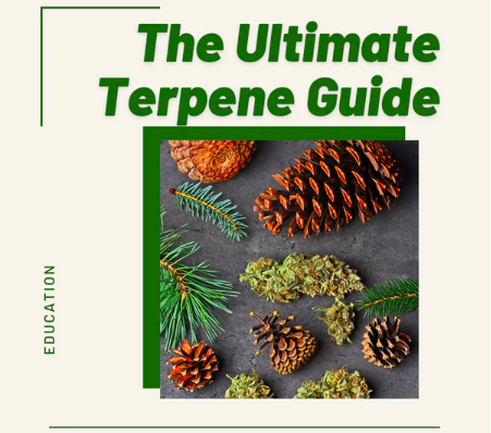 The Ultimate Terpene Guide - HappyTrails